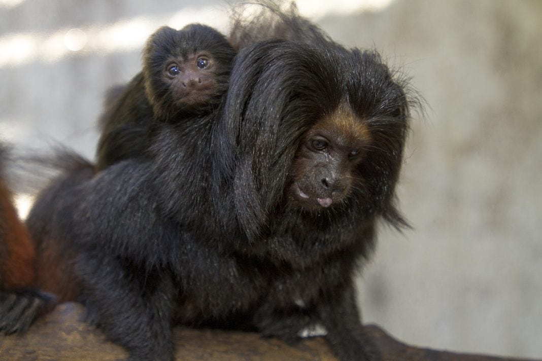 Zoológico faz enquete para definir nomes de filhotes de mico-leão-preto
